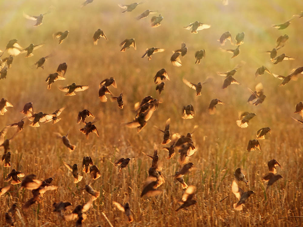 Datasets for post-market surveillance [Use Case] - SciBite